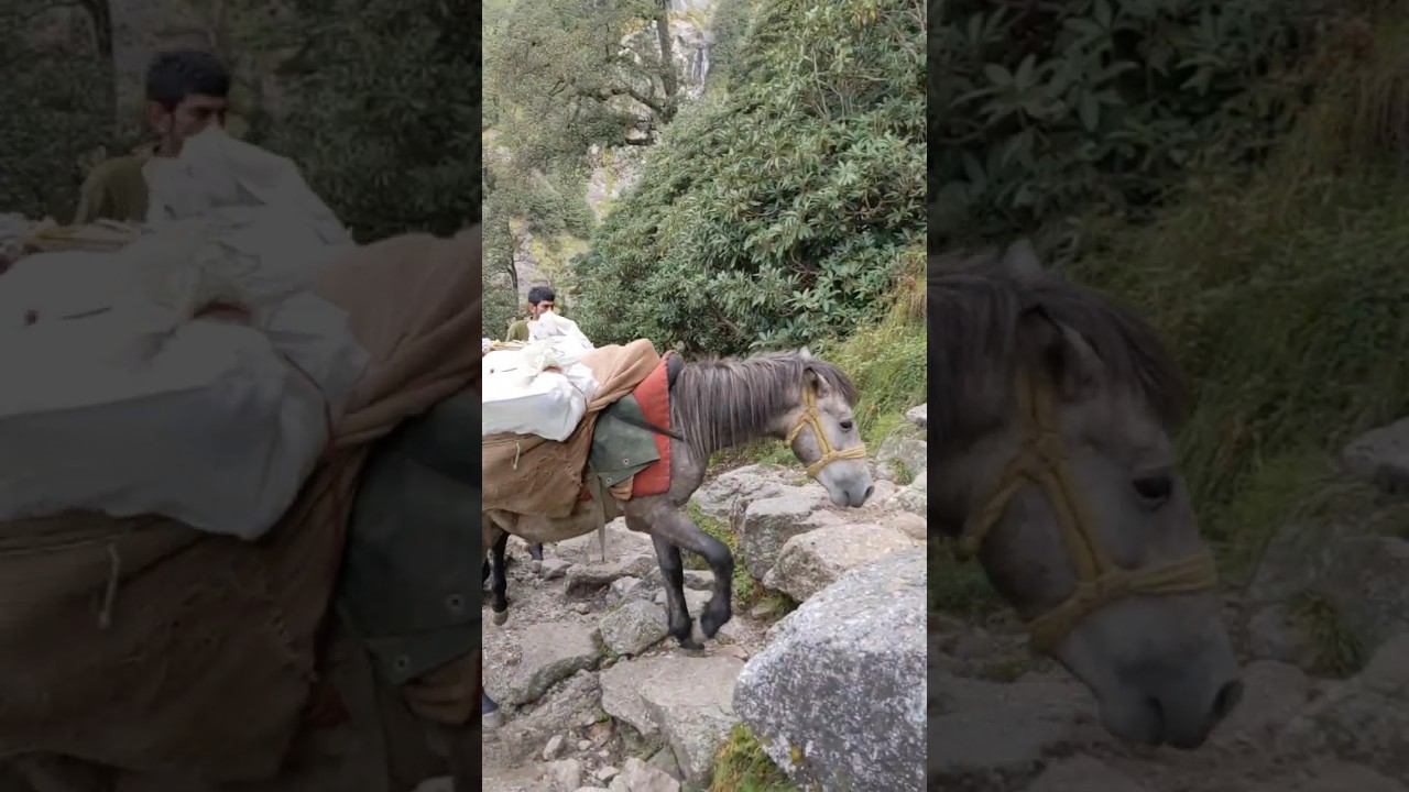 Лошадиный трансфер