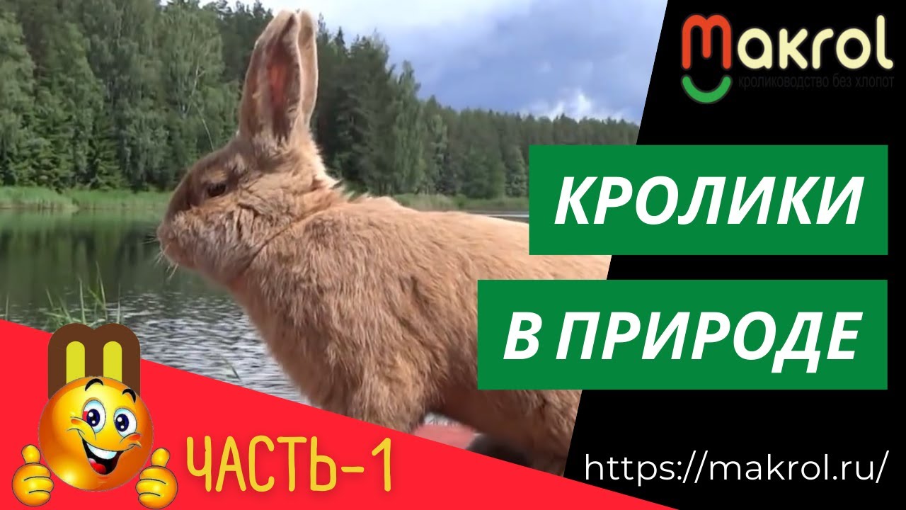 ?Cute rabbits in nature. На них можно смотреть ВЕЧНО! Фильм-наблюдение для взрослых и детей. ЧАСТЬ-