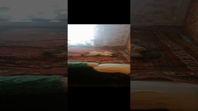 Толстый и Наглый Кот! ?