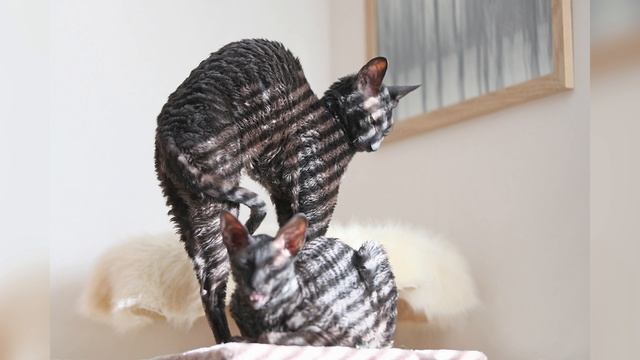 Корниш-рекс: описание, характеристики, 124 фото | 101kote.ru