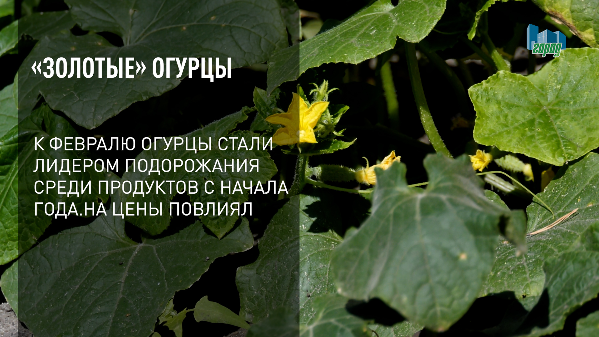 «Золотые» огурцы