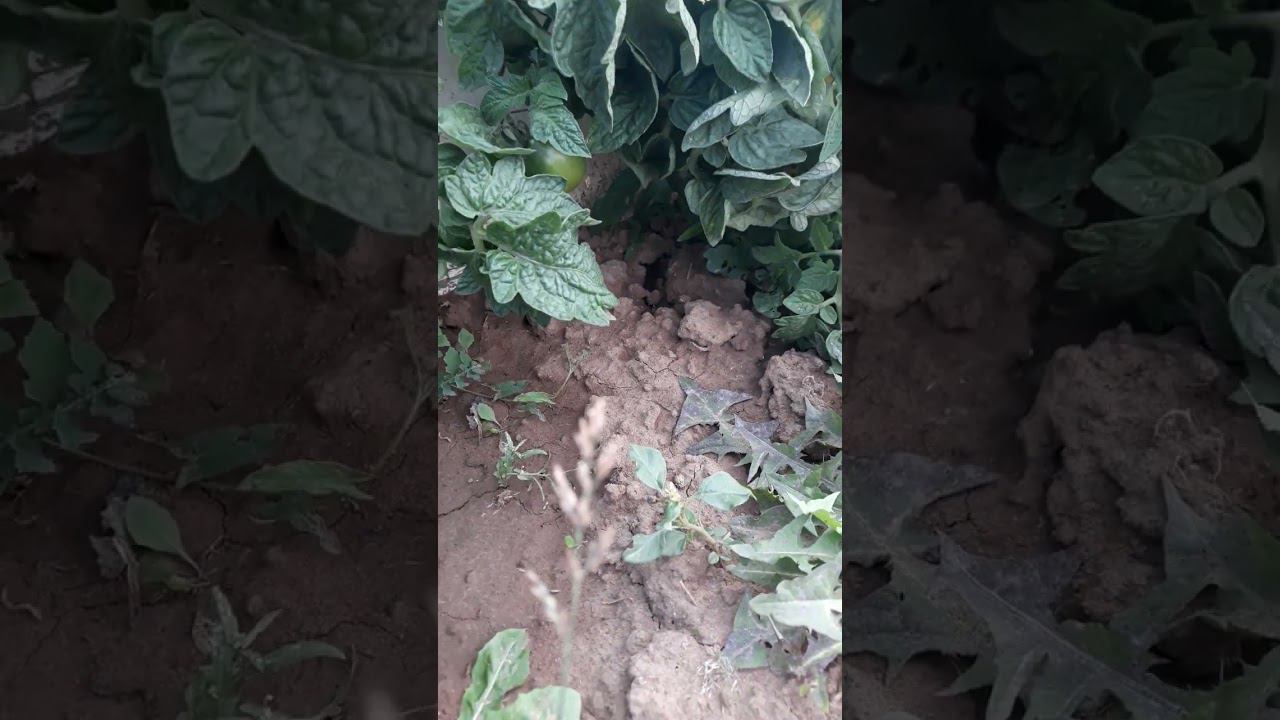 Огород под охраной