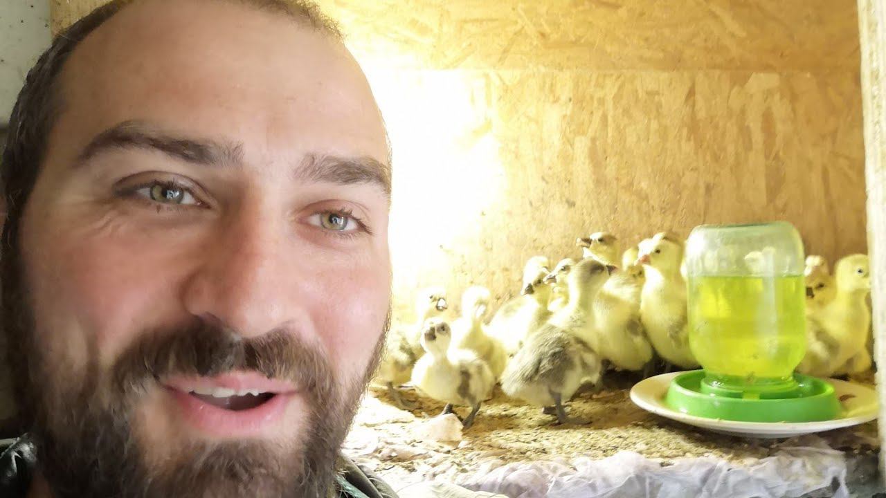 От яйца до гусёнка, инкубация кормление - продаю гусят