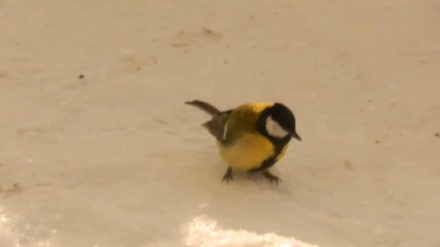 Фотоальбом. Зимой в горах.  Плато Лаго-Наки.mp4