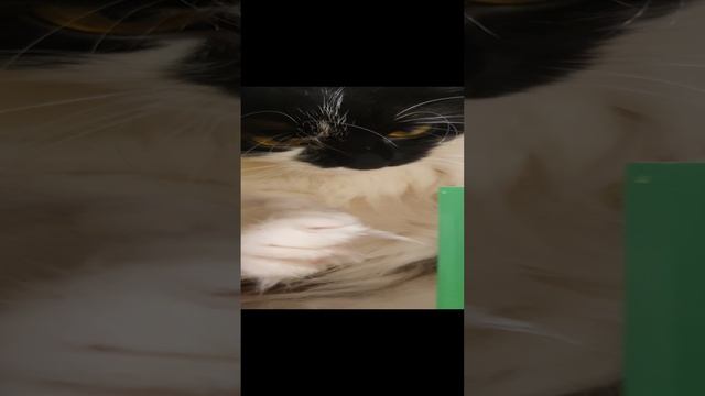 Кошка Запятая и карандаш.