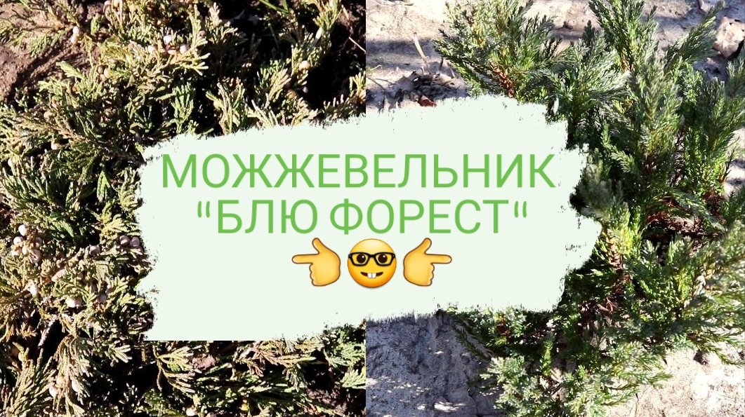 В РАЗНЫХ ПИТОМНИКАХ РАЗНЫЕ МОЖЖЕВЕЛЬНИКИ "БЛЮ ФОРЕСТ"?