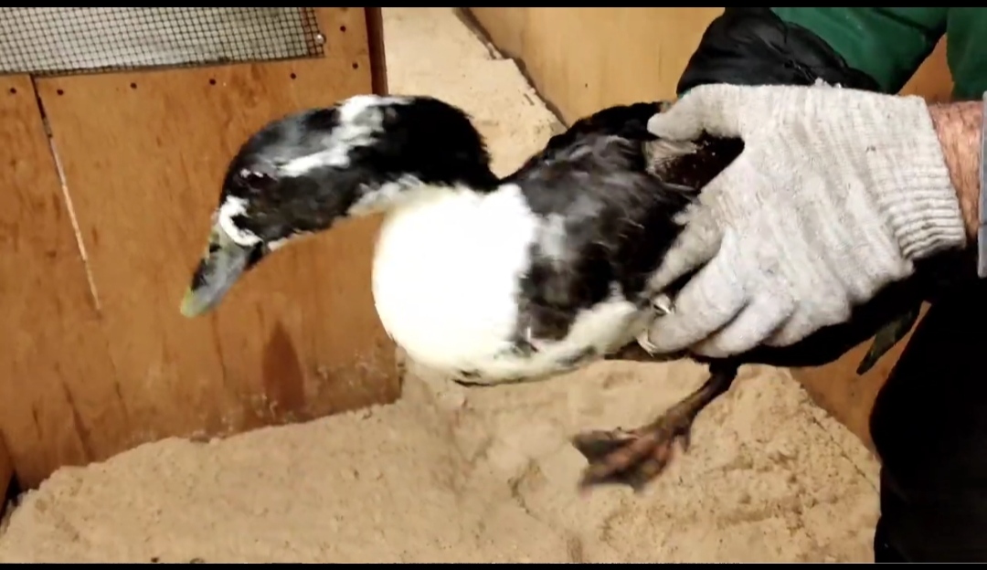 Автономный зимний утятник готов! 2 часть. The autonomous duckling is completed