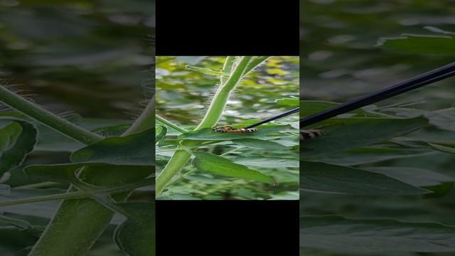 Оса? Прикорнула, устала))