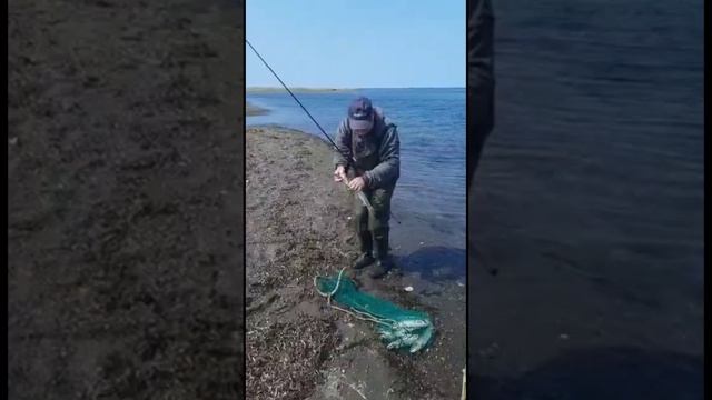 Ловля кунджи на воблер 80 мм (13 гр) от Mr. Musurok