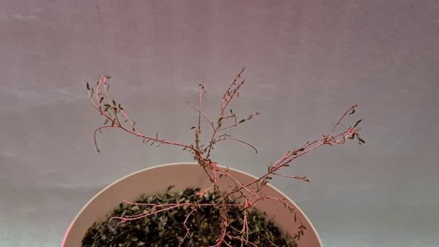 Триптомена розовая 8