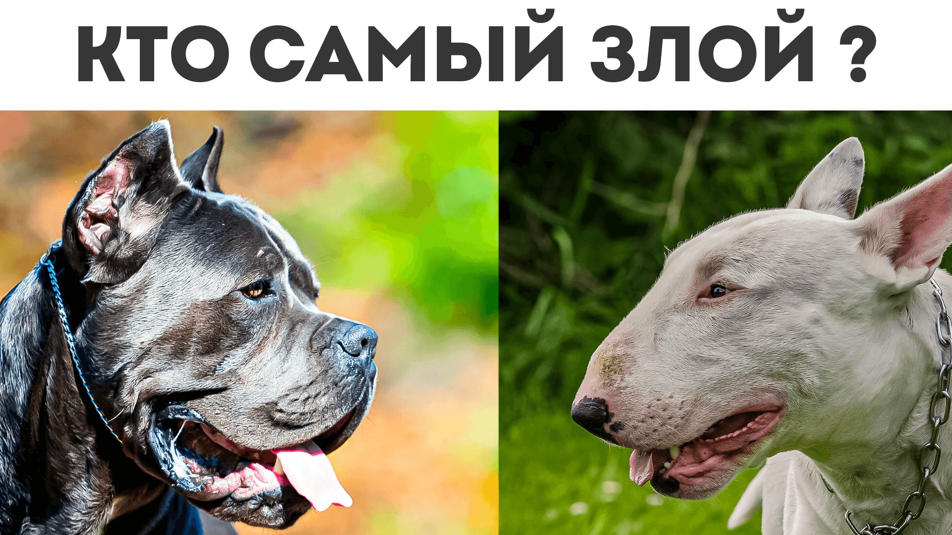ТОП 5 САМЫХ ЗЛЫХ СОБАК