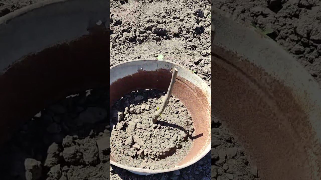 Мой сад в 2021году