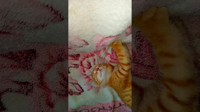 засыпашки рыжика.mp4