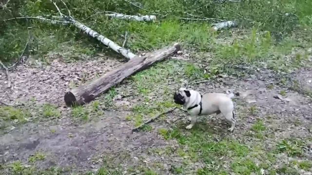 Оливье, фитнес с тренером