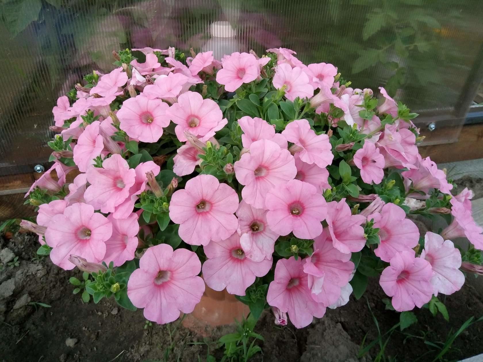 Какие кашпо купить для петуний??