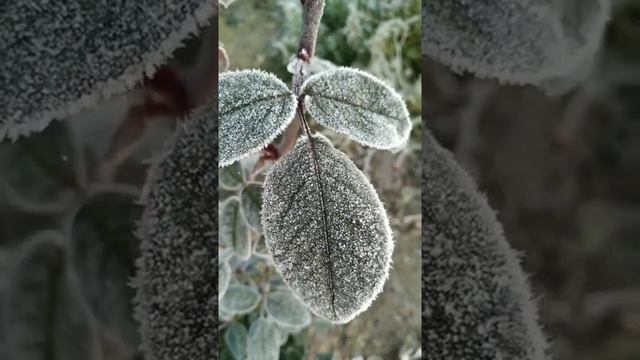 Мороз и роза..mp4