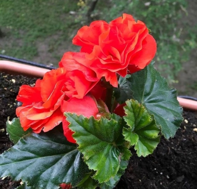 5 домашних растений, которые весной можно пересадить в уличный цветник