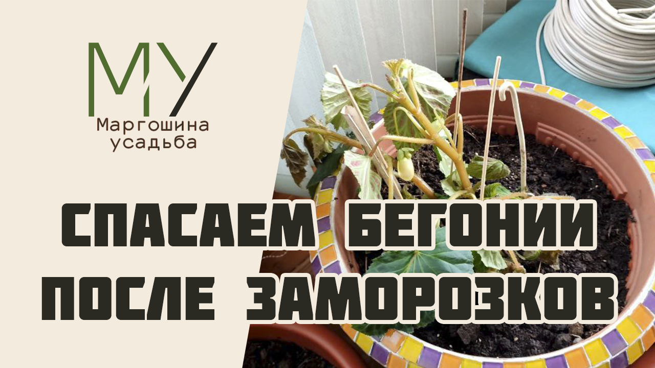 Спасаем бегонии после заморозков
