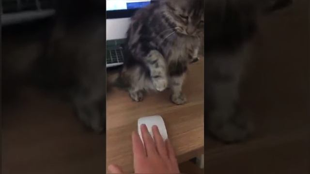 Короткое видео про смешных котов