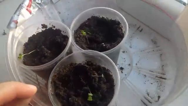 Годеция.  Как вырастить?!