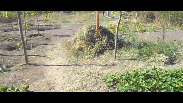 Виноградник _ Состояние На 16.09.2019