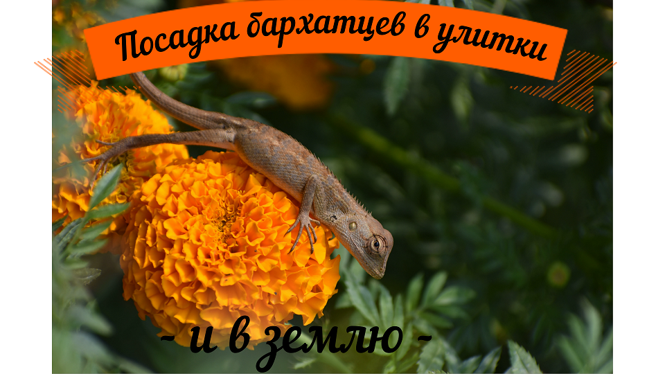 ПОСАДКА БАРХАТЦЕВ В УЛИТКИ И В ЗЕМЛЮ!#бархатцы#