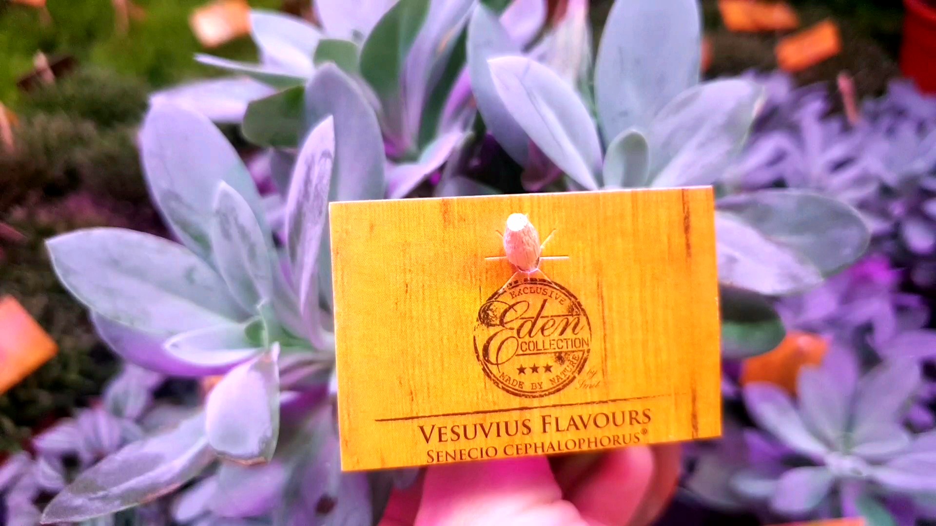 ?ЛЕРУА МЕРЛЕН☃️Цветочная Прогулка?⚘