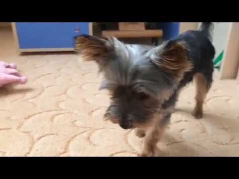 Milavas о дрессировки Лапика, часть 2