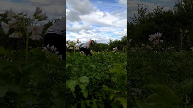 #юмор #огород