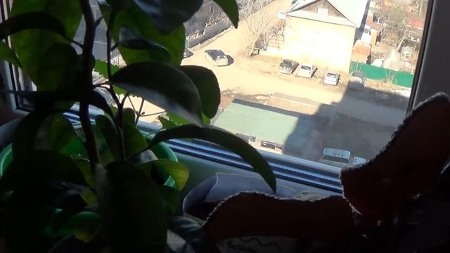 Огород на балконе и  окошке апрель 2019.