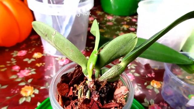 Орхидеи. Очередное пополнение Каттлеи, Онцидиум Твинкль, Фаленопсис. Новинки..mp4