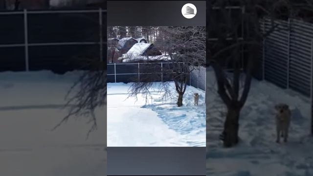 Забор-жалюзи Оптима от завода Новый Дом