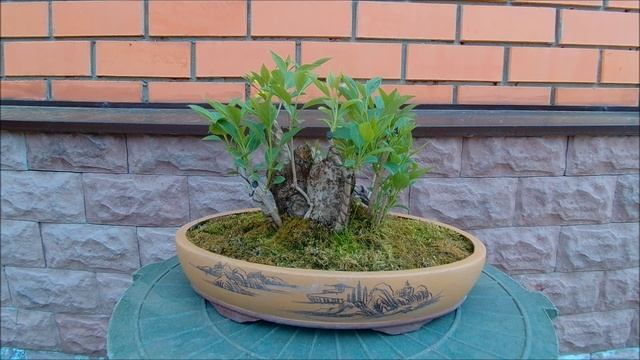 Бонсай форзиция 3 весна Bonsai forsythia spring 2023 год