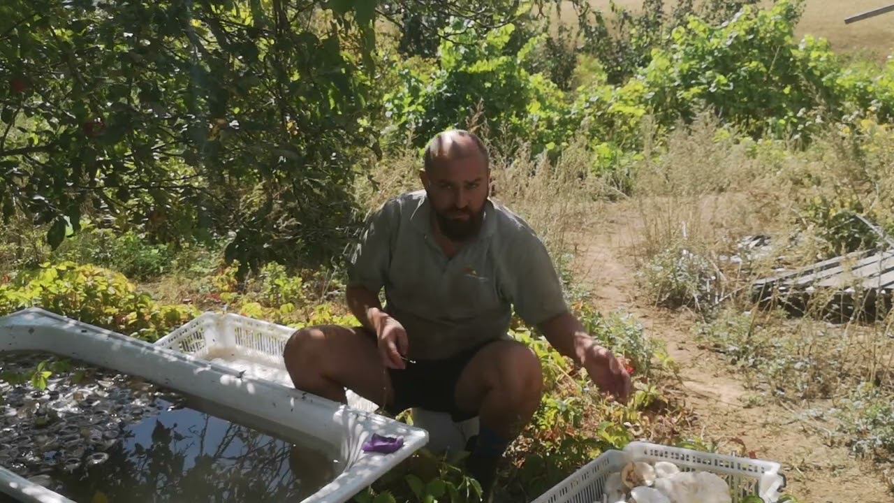 Болталка за чисткой грибов