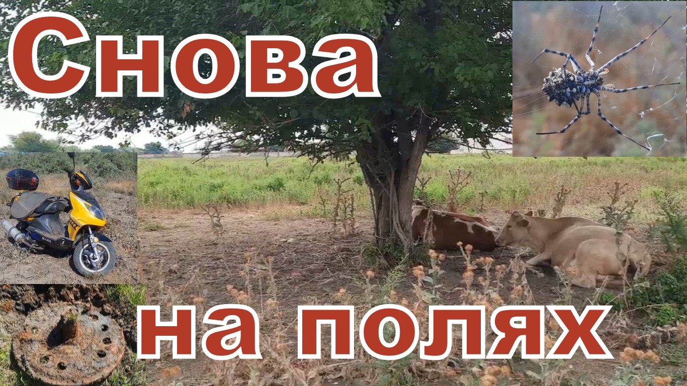 Снова на полях.