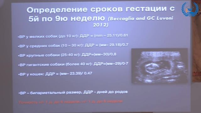 Патология беременности у собак (вебинар)