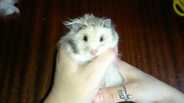 СТРИГУ ХОМЯКА