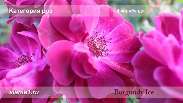 Роза бургунди айс Burgundi Ice.