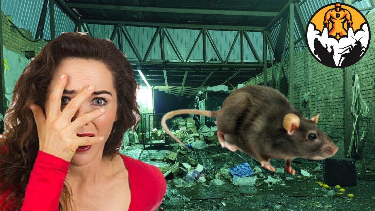 Борьба с крысами на рынке в Москве