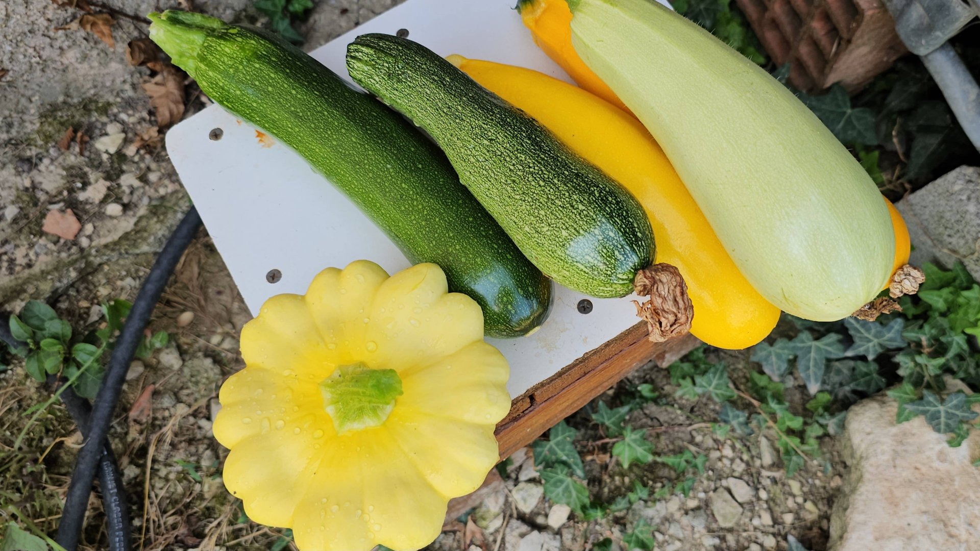 Начинаем собирать урожай :ящик помидор и 1 огурец!) Травы для ароматного чая.
