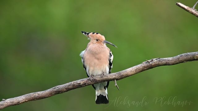 Удод и его песенка
