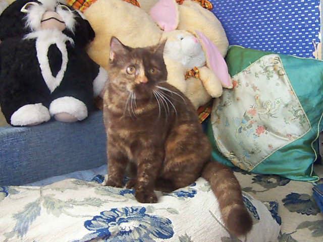 Британские котята из питомника Reign Of Fire.