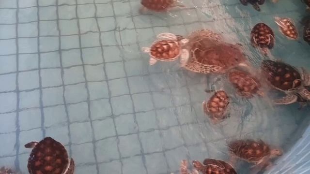 черепашки в Тайланде