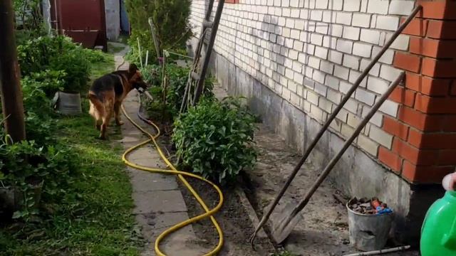 Nora гуляет по огороду