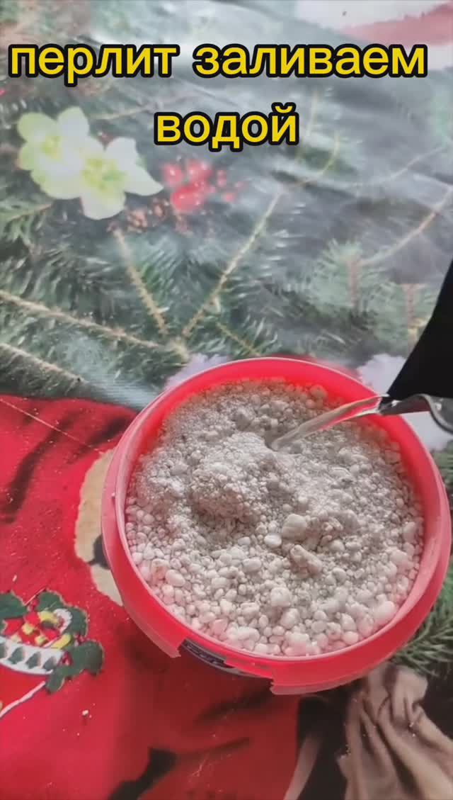 #shorts петуния,черенки в перлите