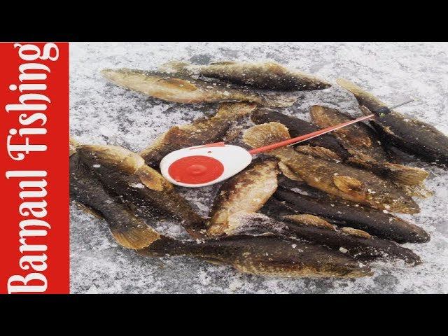 Зимняя Рыбалка. Ловля РОТАНА, по первому льду.( Barnaul Fishing)