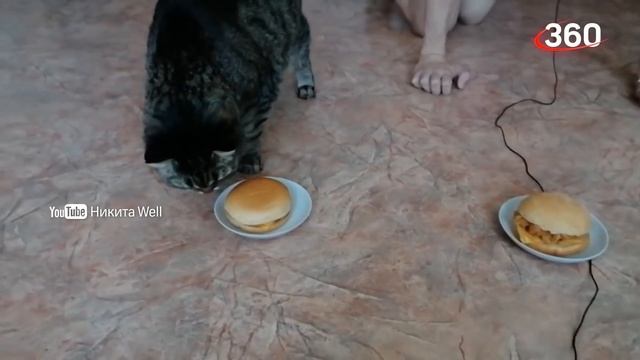 McDonald’s VS KFC: война брендов — где платят больше?