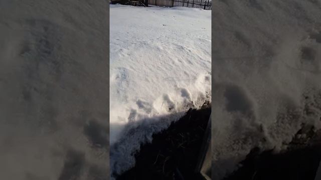 Обзор  огорода .Посев салата и редиса в теплицу . 24.03.21..mp4