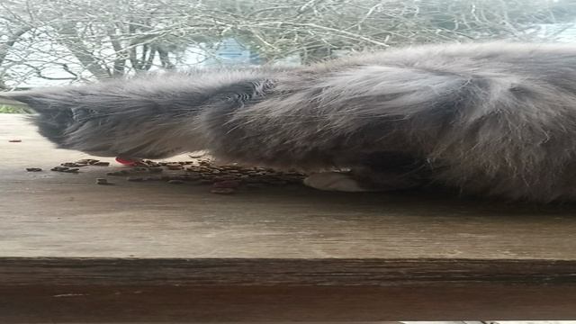 все хотят есть