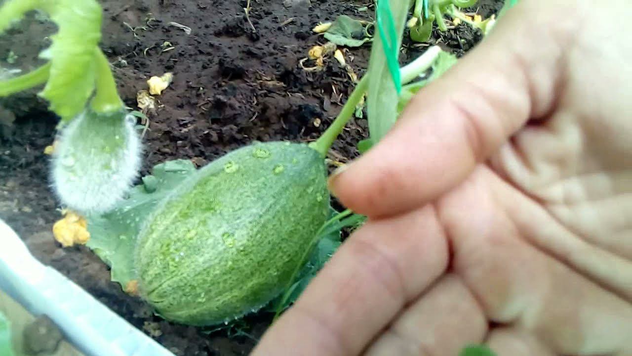 Дождей нет Ну и что у нас растёт?